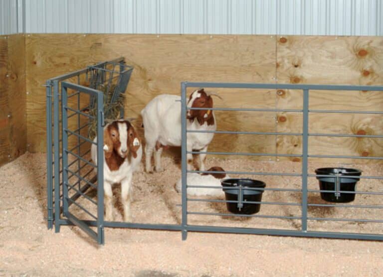Goat Pens - Little Mountain Steel Fabrication